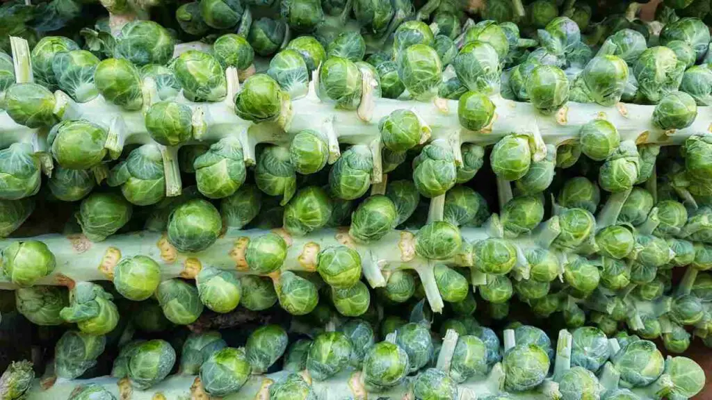 Hydroponic Brussel Sprouts Cultivation for Healthy Harvests - Hydro ...