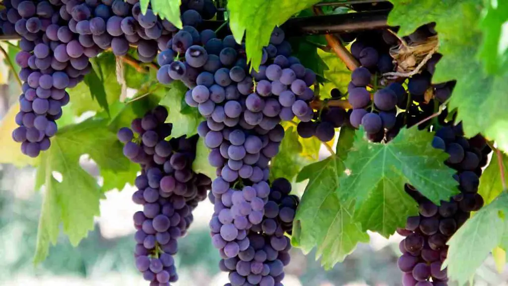 Hydroponic Grapes: A Vineyard of Innovation - Hydro Green Space