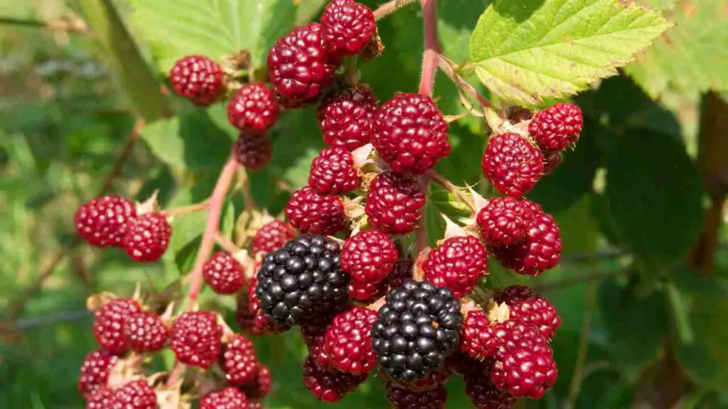 Hydroponic Raspberries Cultivation for Berry Bliss - Hydro Green Space