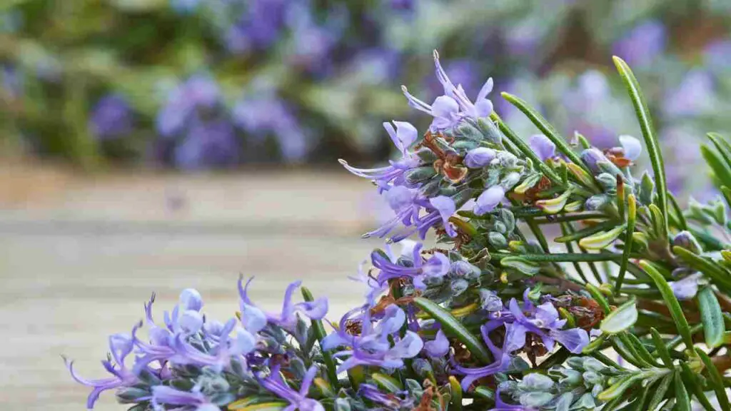 Best Hydroponic Fertilizer for Vegetables: My Top Picks & Tips