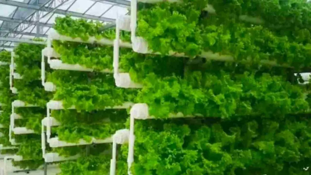 Rain Gutter Hydroponics for Sustainable Cultivation - Hydro Green Space