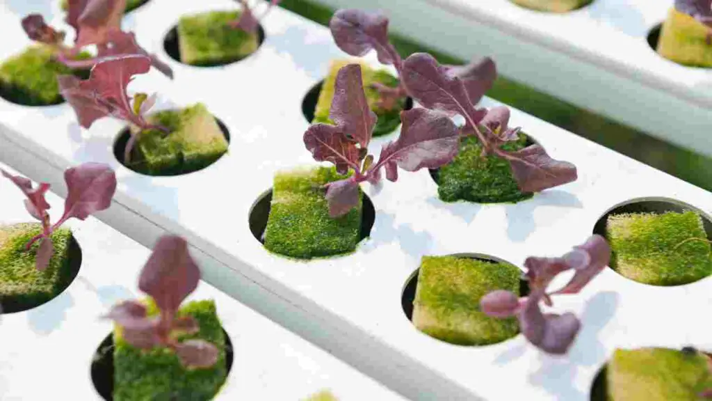 One Plant Hydroponic System: A Step-by-Step Guide - Hydro Green Space