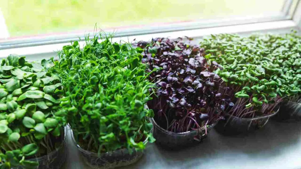 Start Your Own DIY Hydroponic Window Garden - Easy Guide