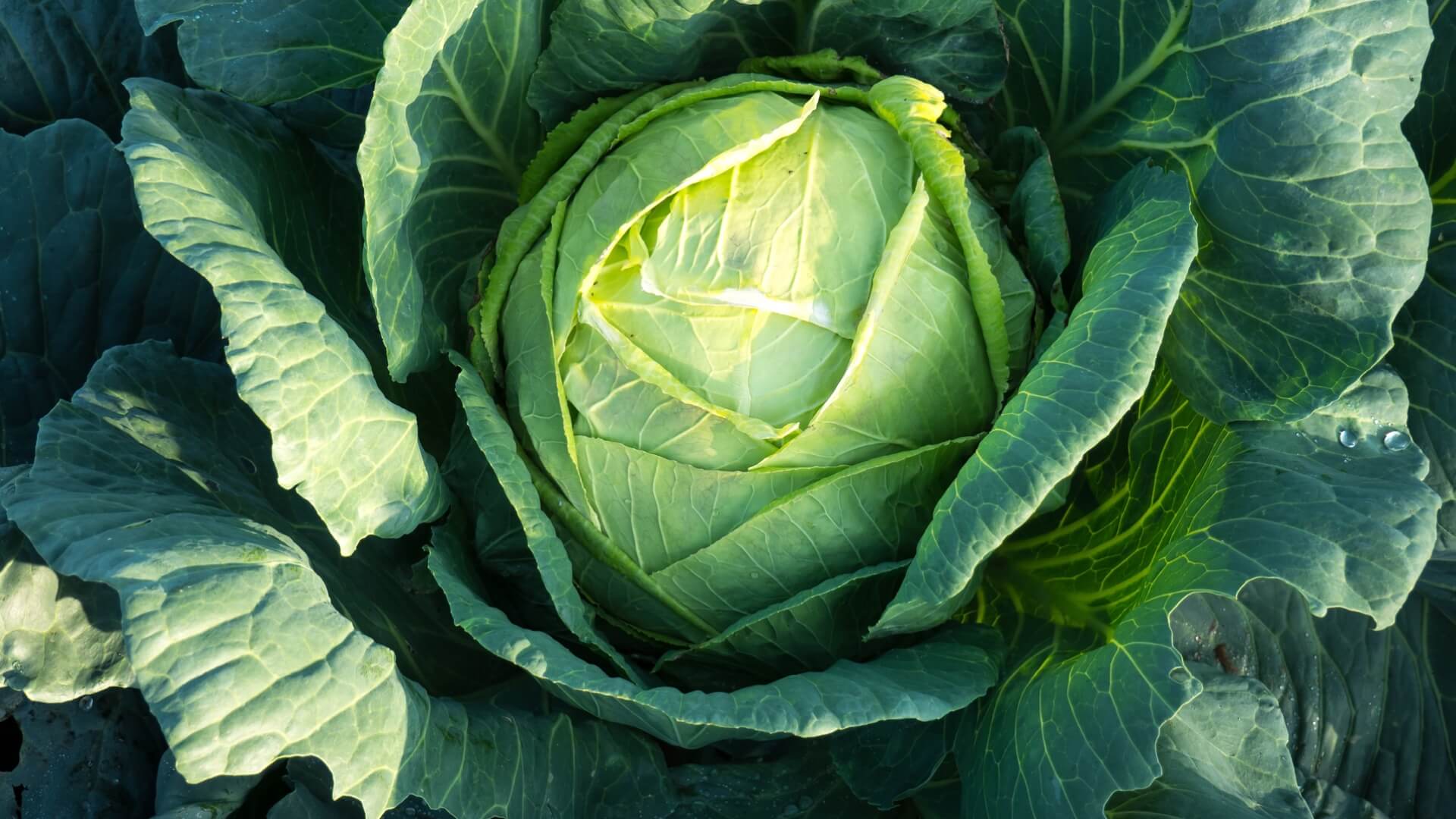 15 Best Vegetables to Grow Hydroponically - Complete List